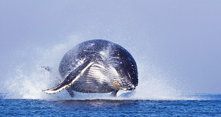 40 Tonluk Kambur Balina'dan Takla Şov! - Youwin.tv